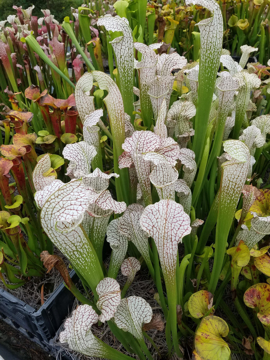 Wholesale Sarracenia "White Scorpion" 13 count – Flytrap King