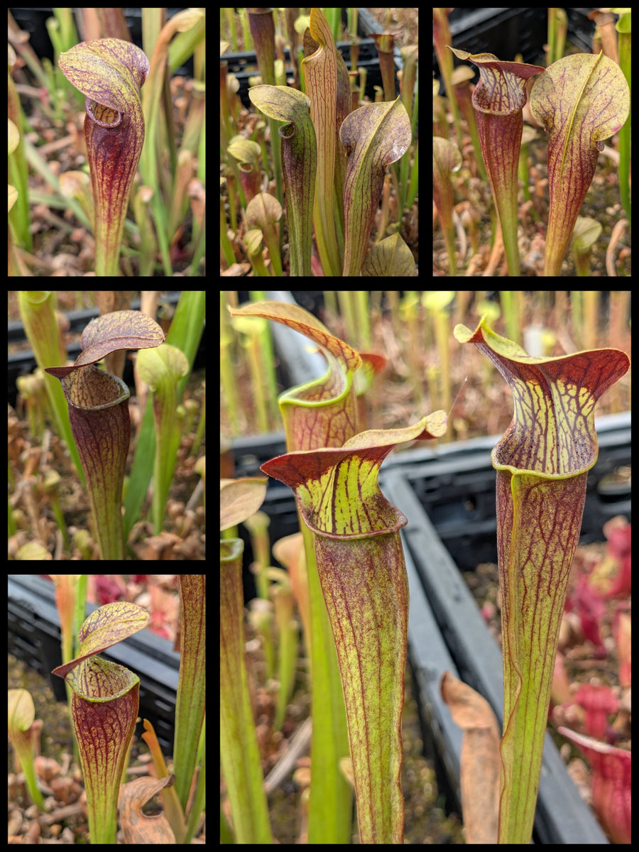 Sarracenia alata "Night" x alata "Black Orgel's Orchids" pitcher plant – Flytrap King