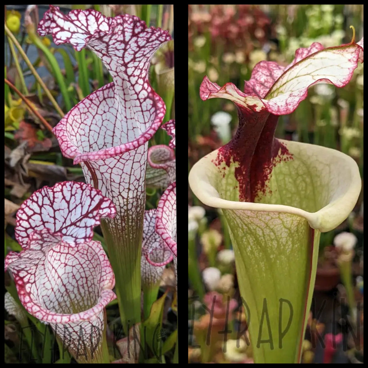Sarracenia leucophylla "Liberty" x 'Legacy' seeds – Flytrap King