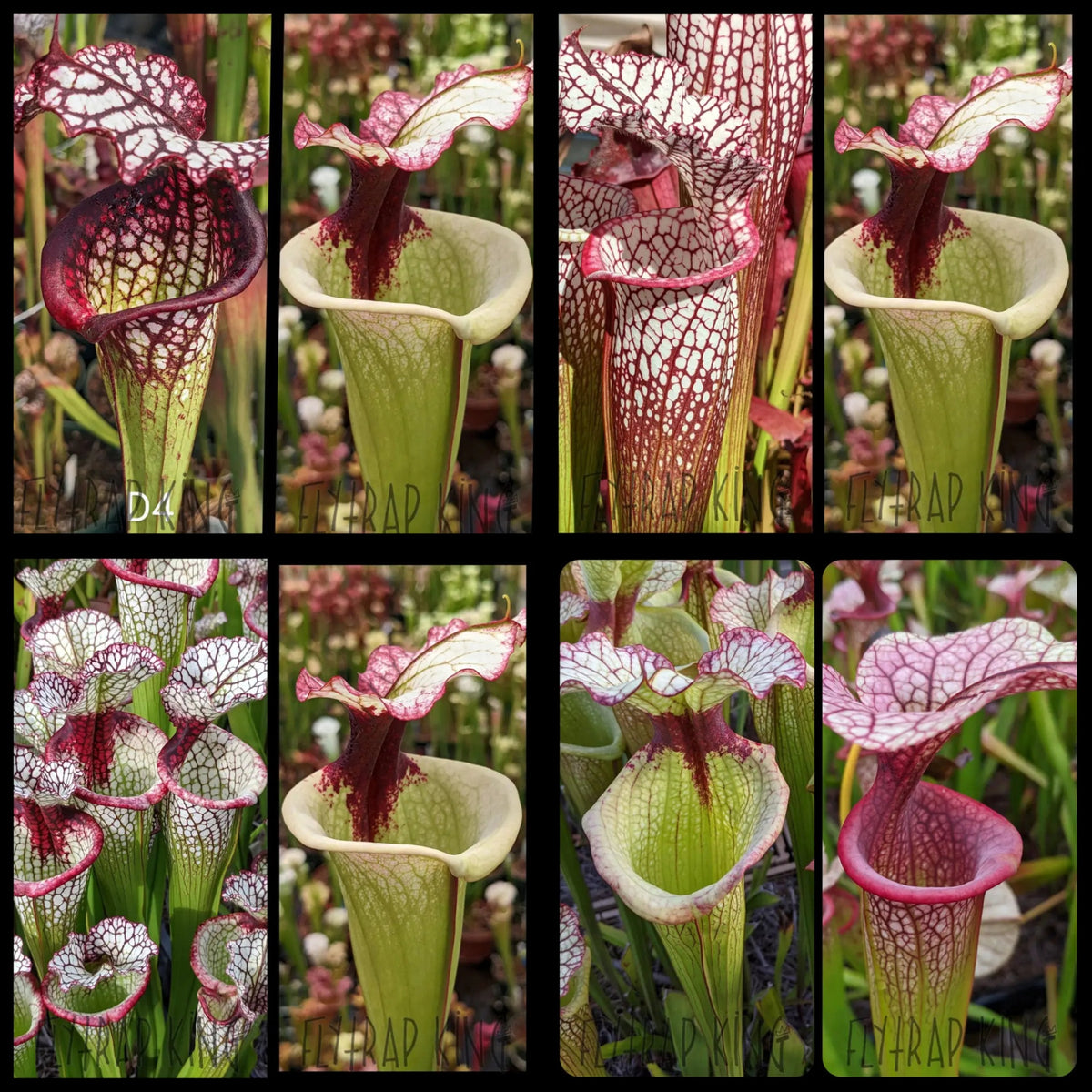 Seed mix #27. Legacy Quad Stack. Approximately 175 seeds! – Flytrap King