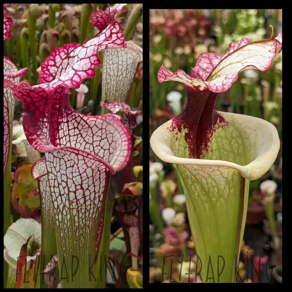 Sarracenia "Grace" x 'Legacy' seeds – Flytrap King