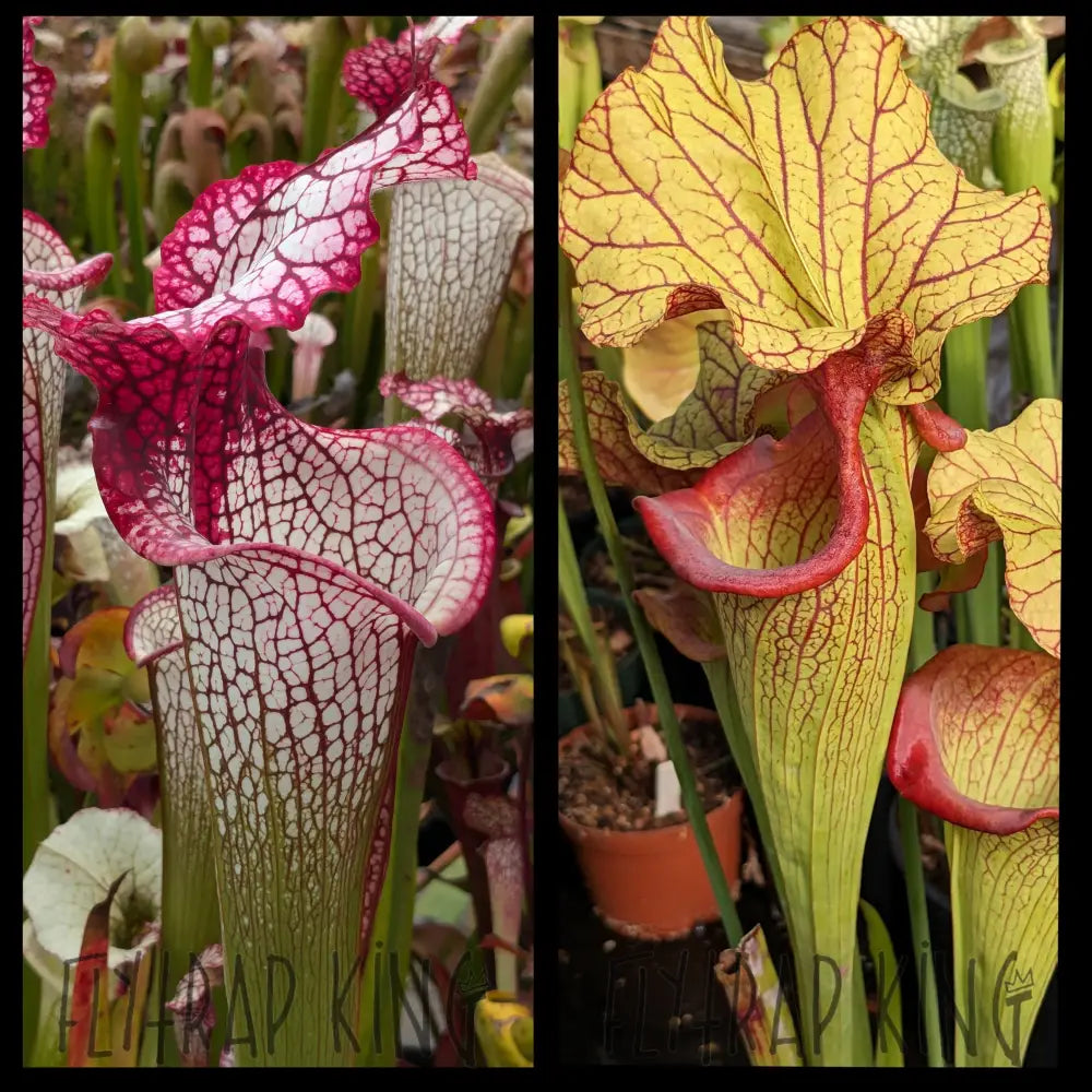 Sarracenia “Grace” x ‘Yellow Hornet’ seeds – Flytrap King