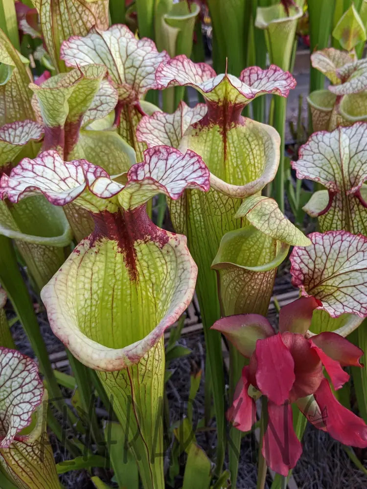 Sarracenia Leah Wilkerson Pitcher Plant – Flytrap King