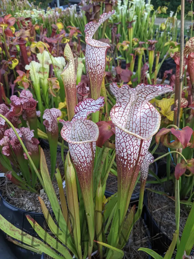 Sarracenia leucophylla "Bright Red Covington" pitcher plant – Flytrap King