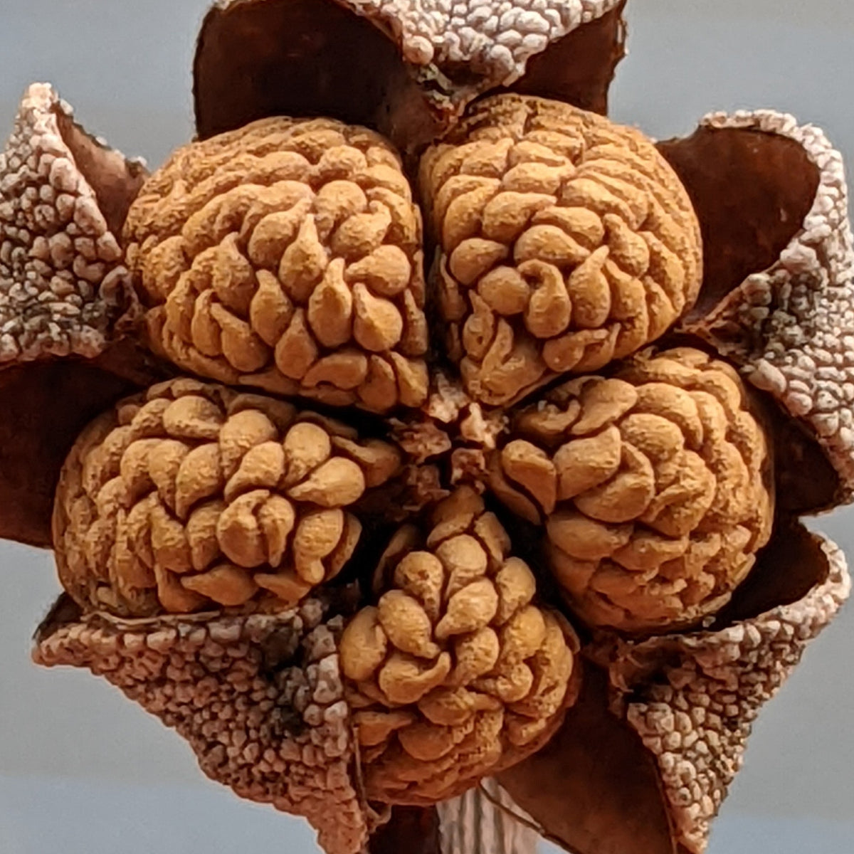 Sarracenia Seeds Flytrap King