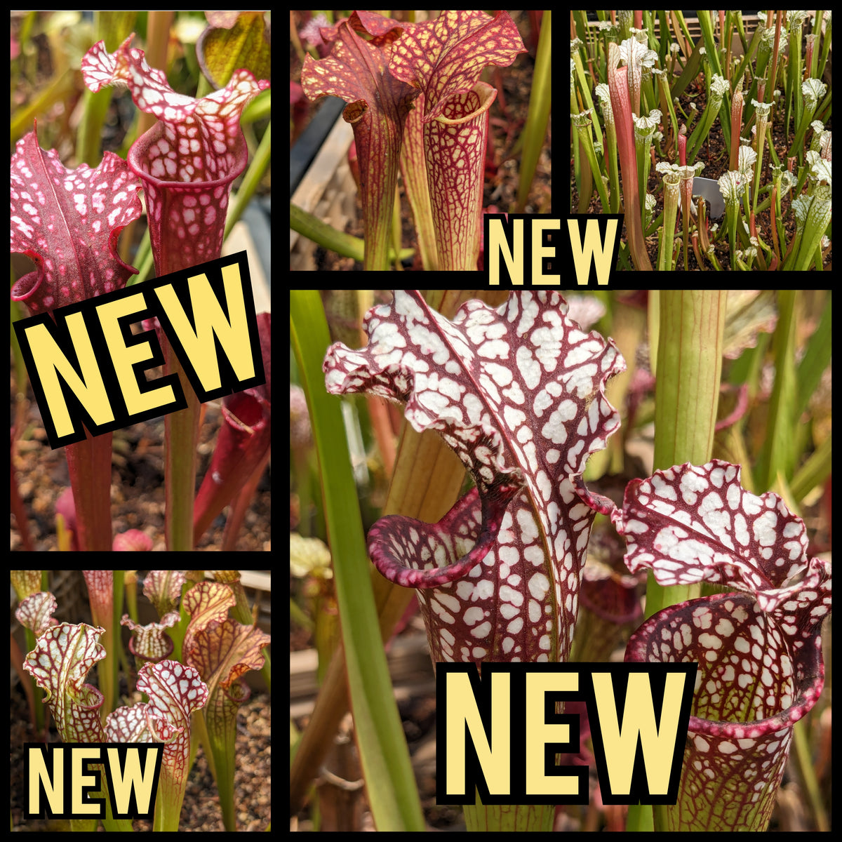 New Seedlings Flytrap King