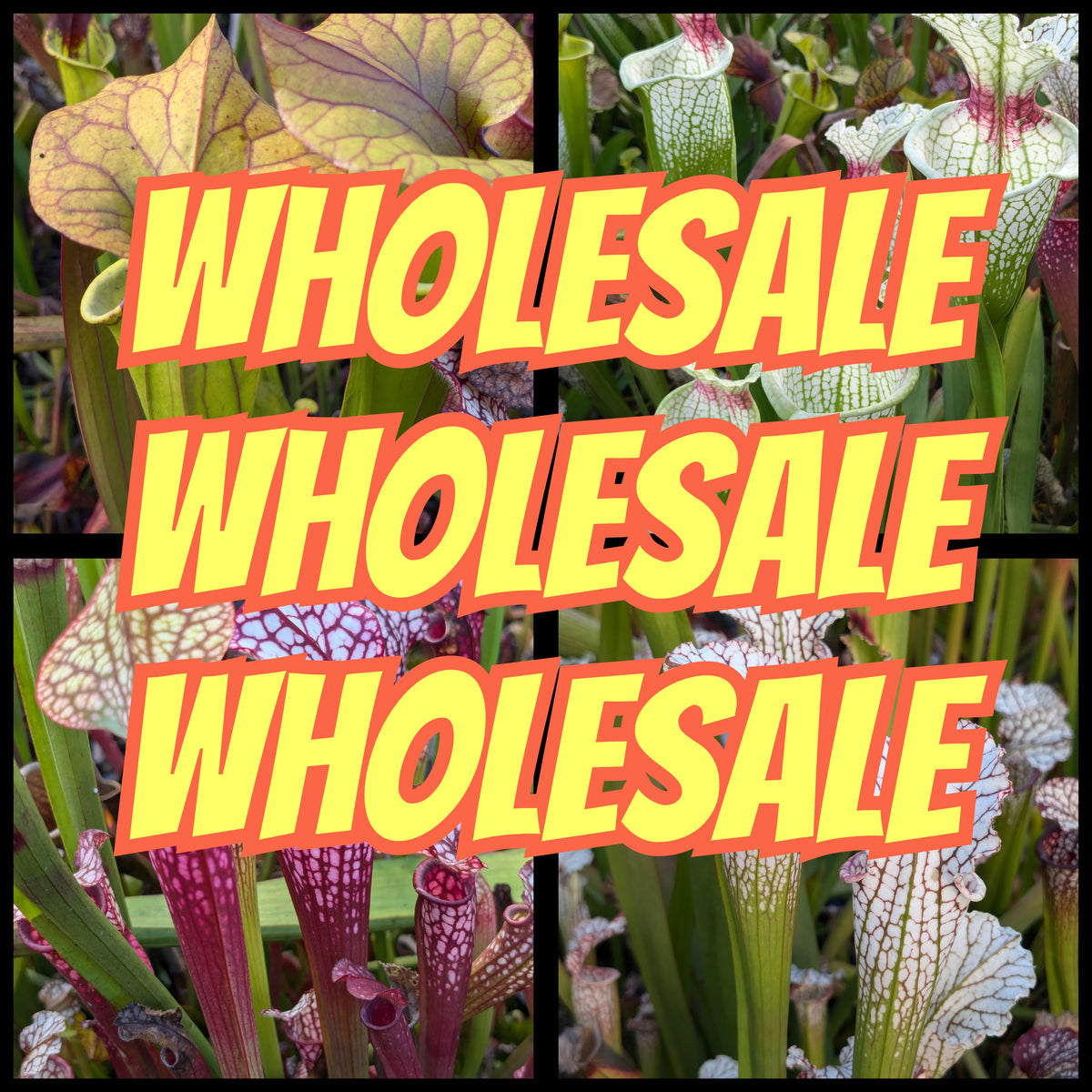 Wholesale Flytrap King