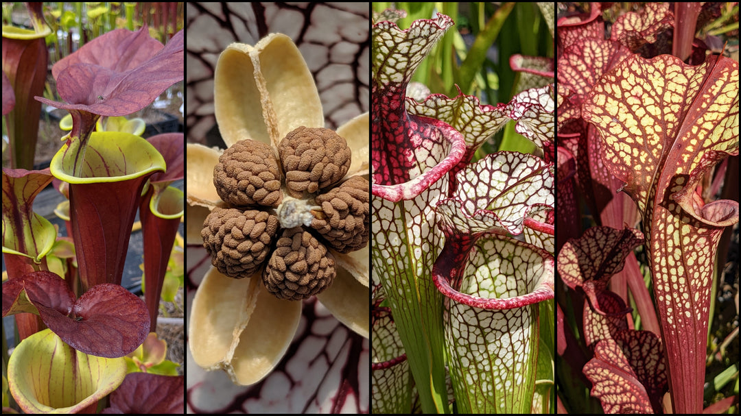 Discount Codes Flytrap King