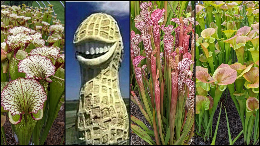 Discount Codes Flytrap King