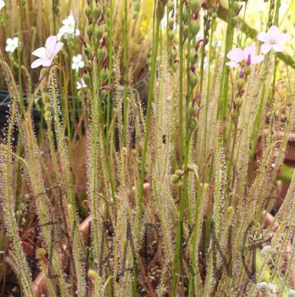 "Carolina bay old dock" threadleaf Sundew - Drosera filiformis ...