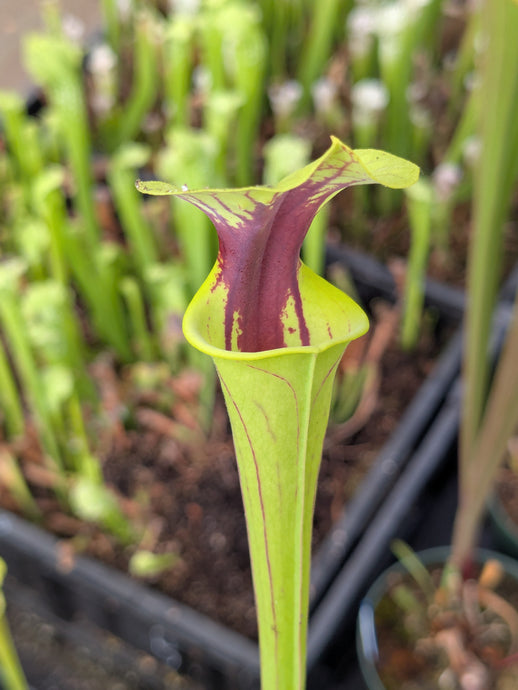 Private Tour – Flytrap King