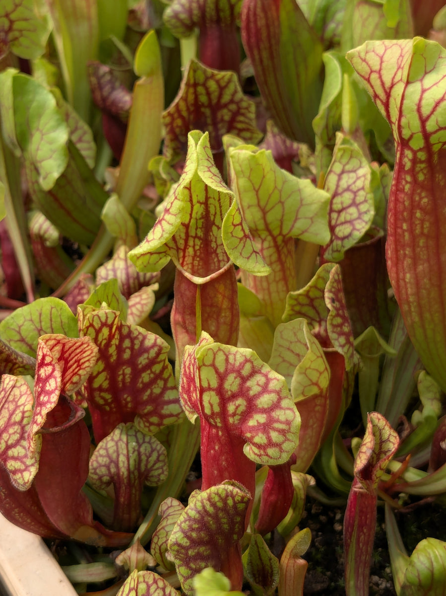 Sarracenia “Sangria” x purpurea "Belly of Blood" pitcher plant seedlin ...