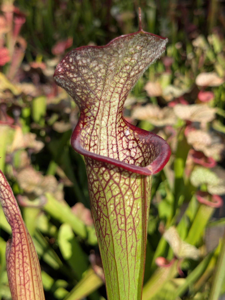 Sku111 Hybrid Of Lunchbox Flytrap King