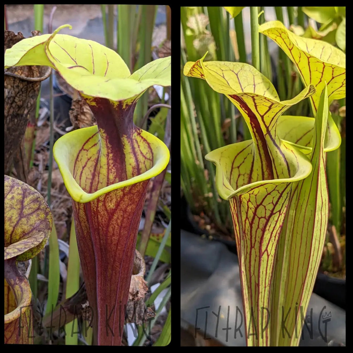 Sarracenia flava var. rubricorpora “Vigorous” x flava var. rubricorpor ...