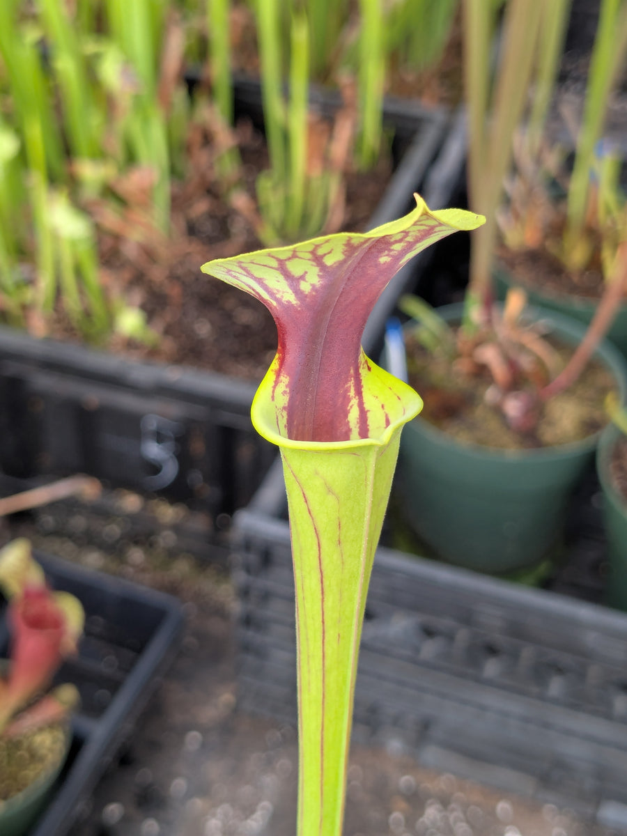 SKU58 flava "extreme throat" – Flytrap King