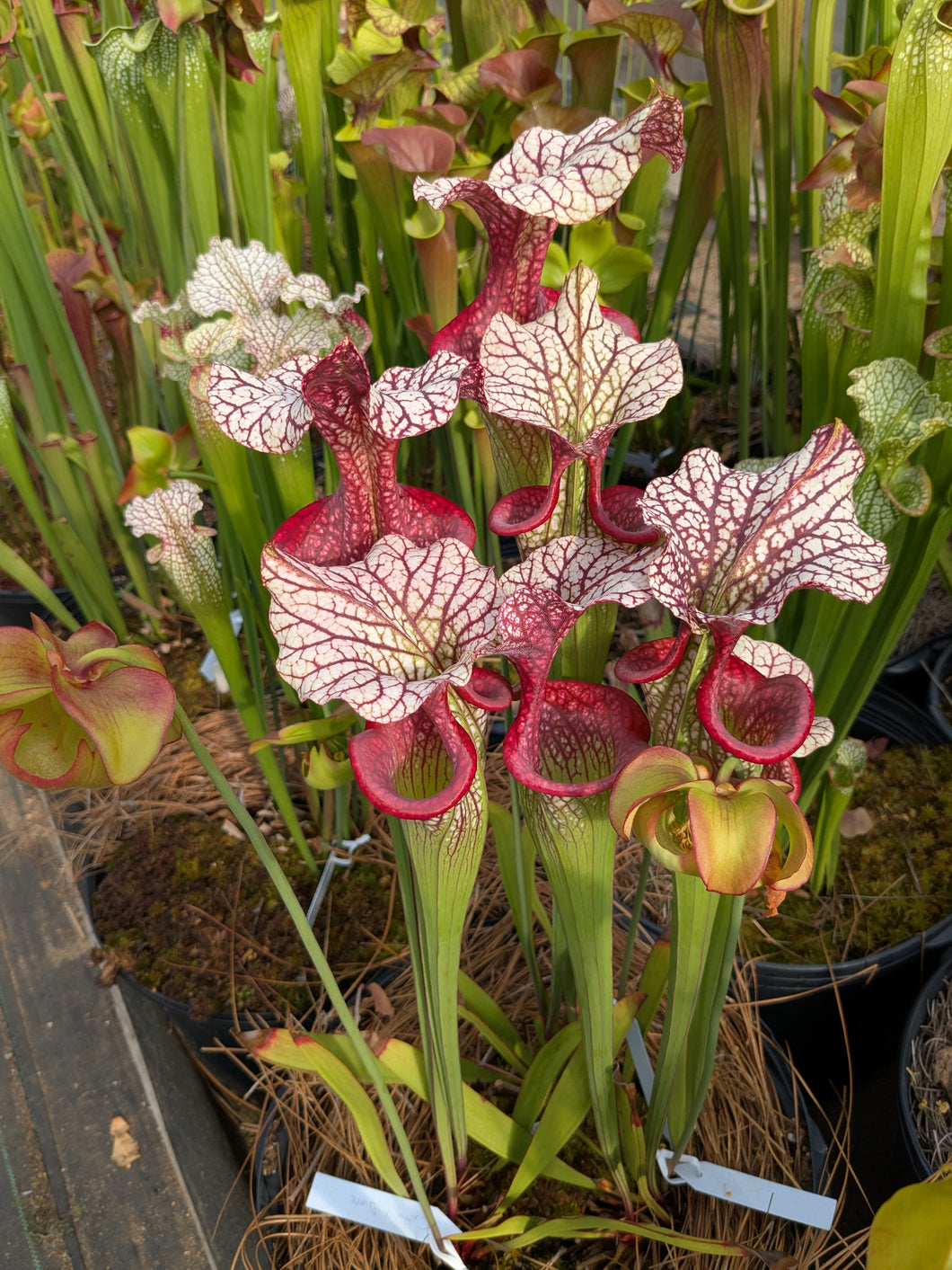 Sarracenia 'Caitrin Claire' pitcher plant – Flytrap King