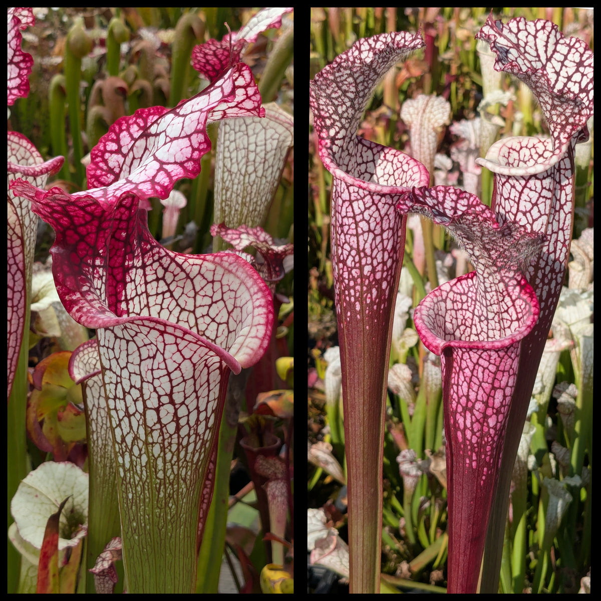 Sarracenia "Grace" x leucophylla 'Dionne' seeds – Flytrap King