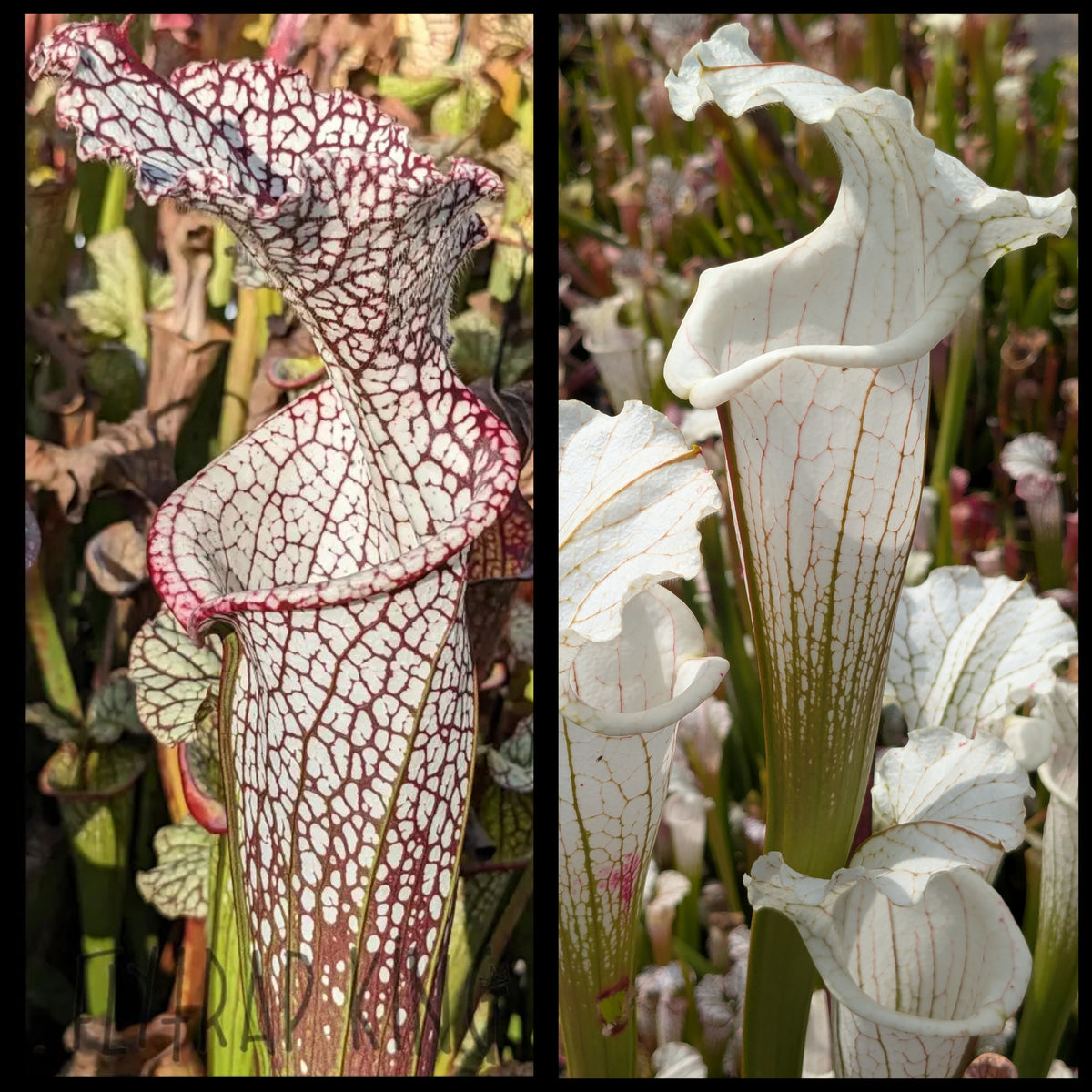 Sarracenia 'Wilkerson's Red Rocket' x "Candy Ghost" seeds – Flytrap King