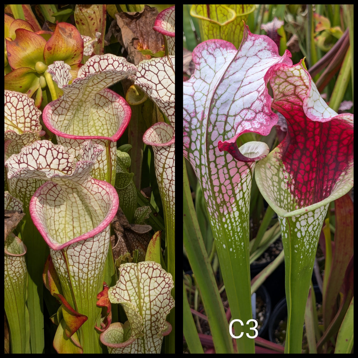 Sarracenia "Bento" x ("Bud Wilkerson" x "Wilkerson's White Knight") se – Flytrap King