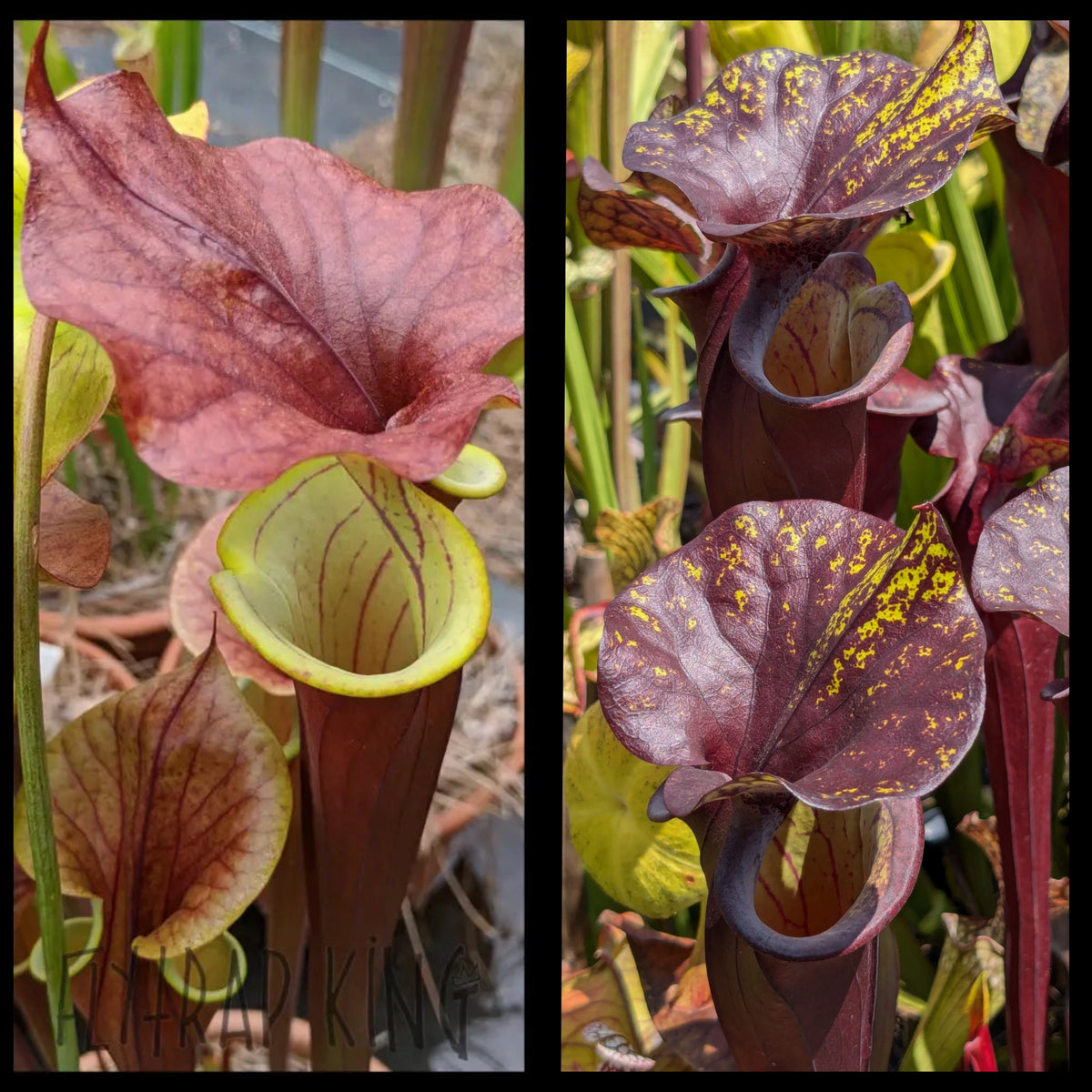 Sarracenia (flava var rubricorpora x 'Waccamaw') x flava "Special Dark ...