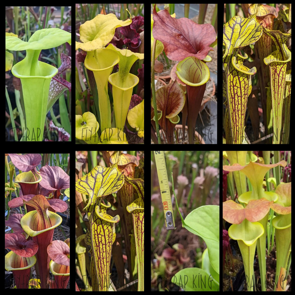 Seed mix #31. Flava Fave Approximately 175 seeds! – Flytrap King