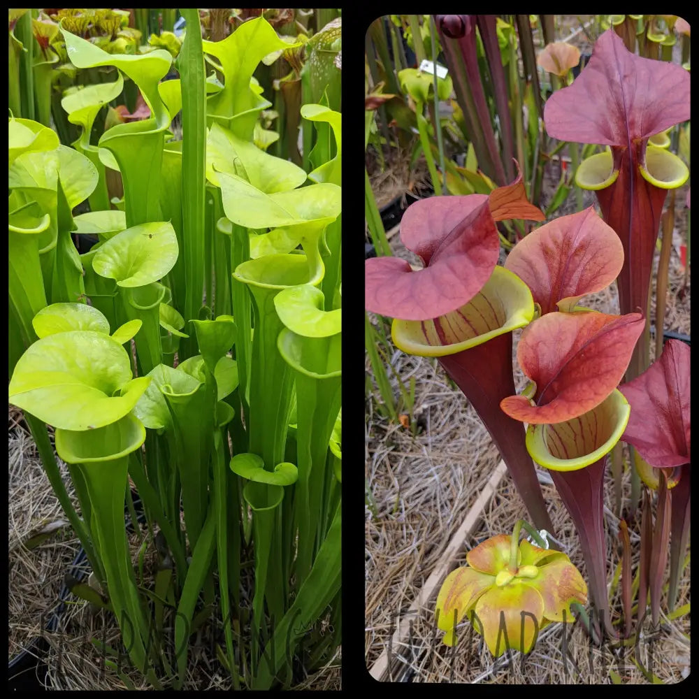 Sarracenia flava var maxima x flava 'Waccamaw' seeds – Flytrap King