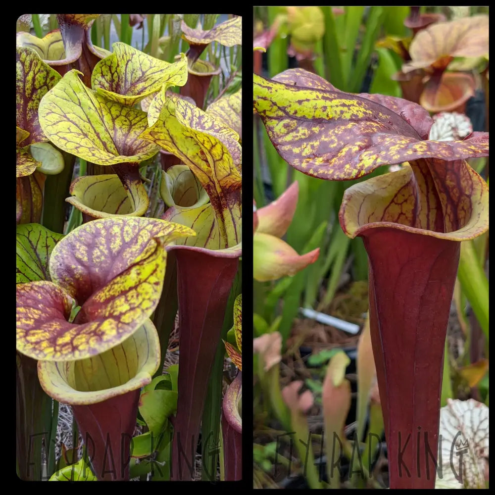 Sarracenia flava var. rubricorpora x flava var. rubricorpora "Falisi ...
