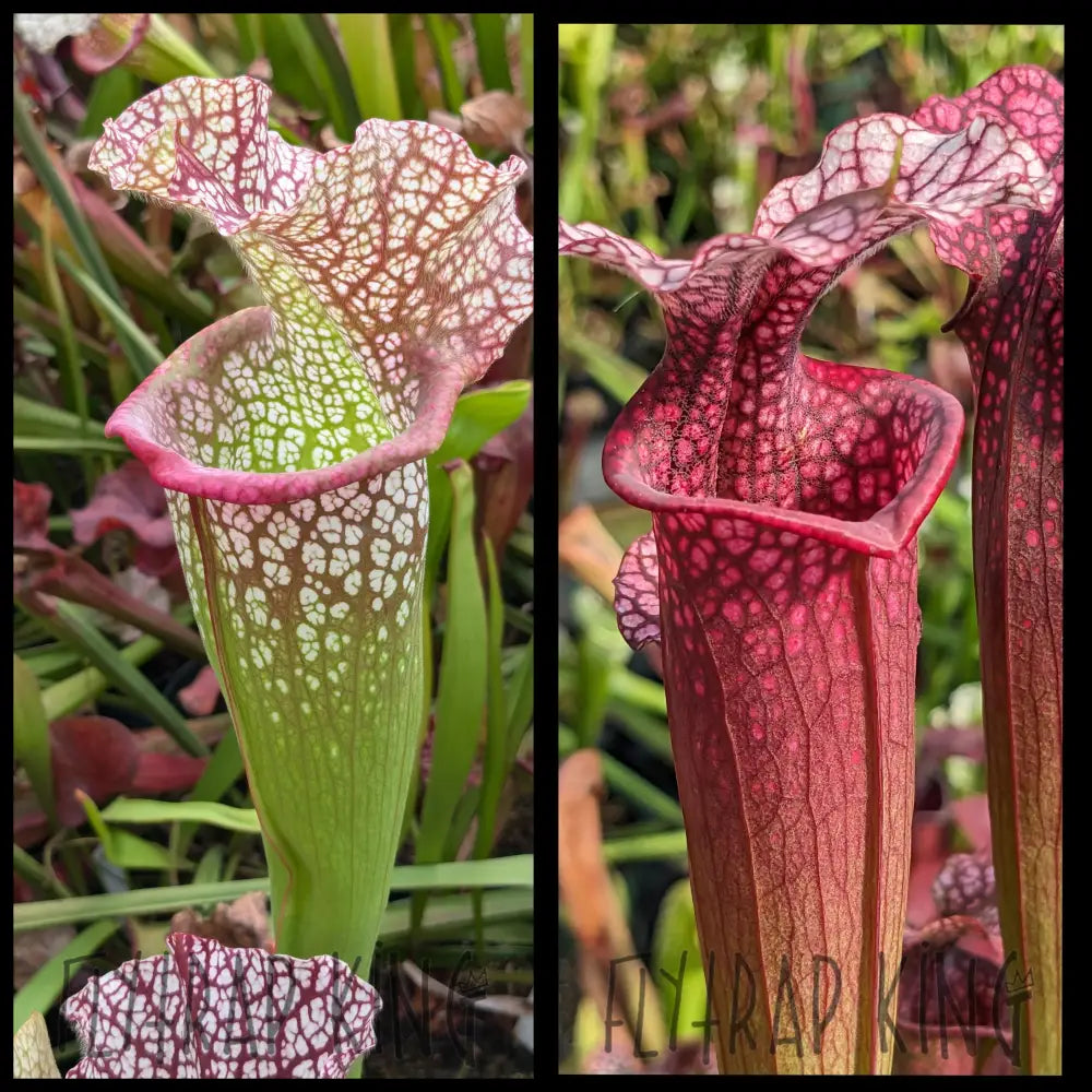 Sarracenia "Megamouth" x "Ellie Wang" seeds – Flytrap King