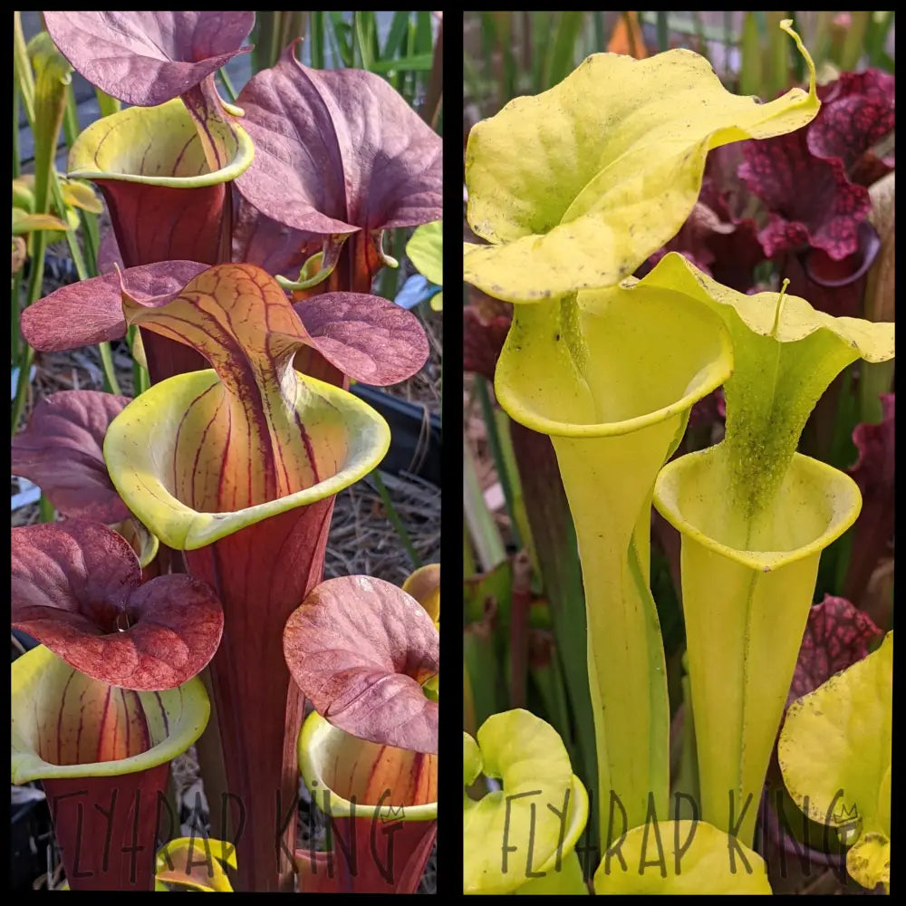 Sarracenia 'Waccamaw' x flava "All Green NC 8077" seeds – Flytrap King