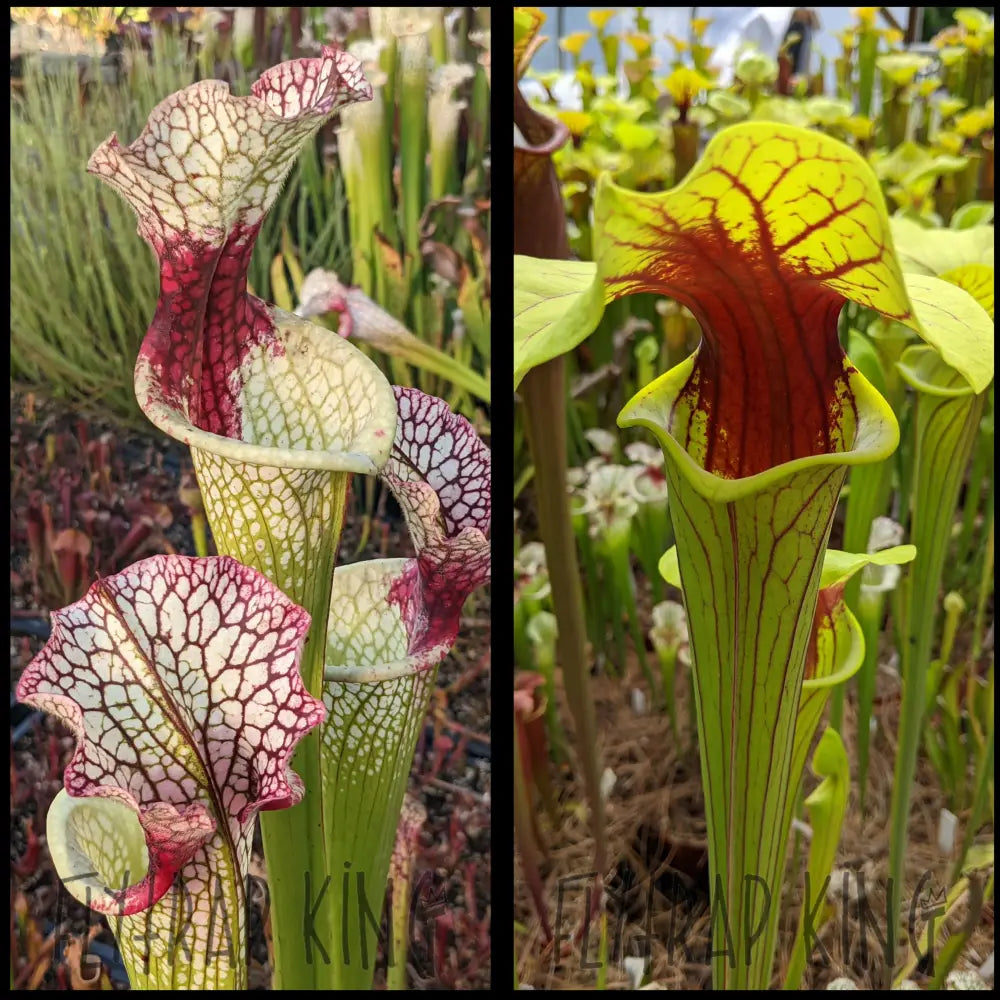 Sarracenia ("Wilkerson's White Knight" x 'Lunchbox') x flava “Extreme ...